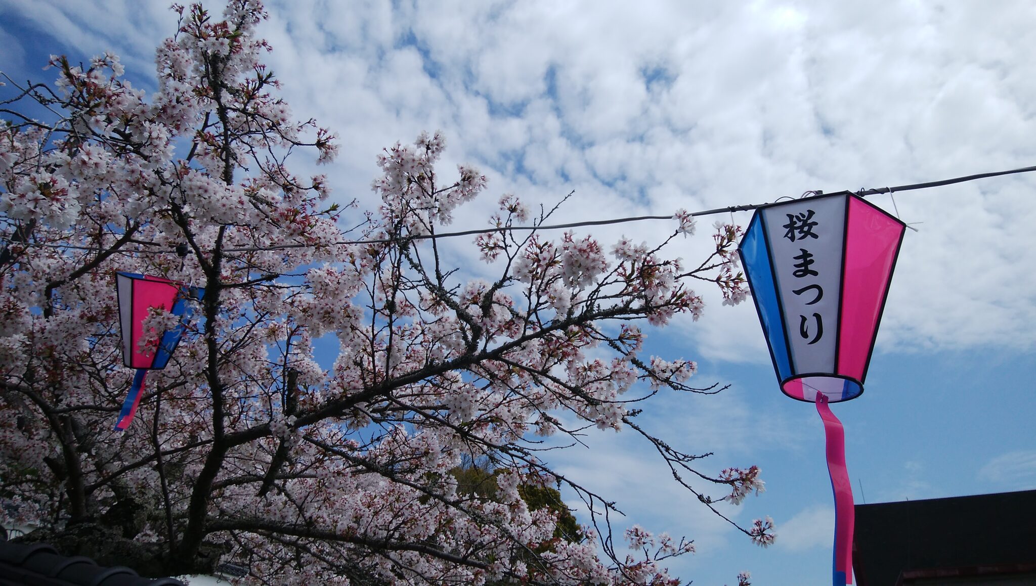 桜まつり ひめはな法律事務所 